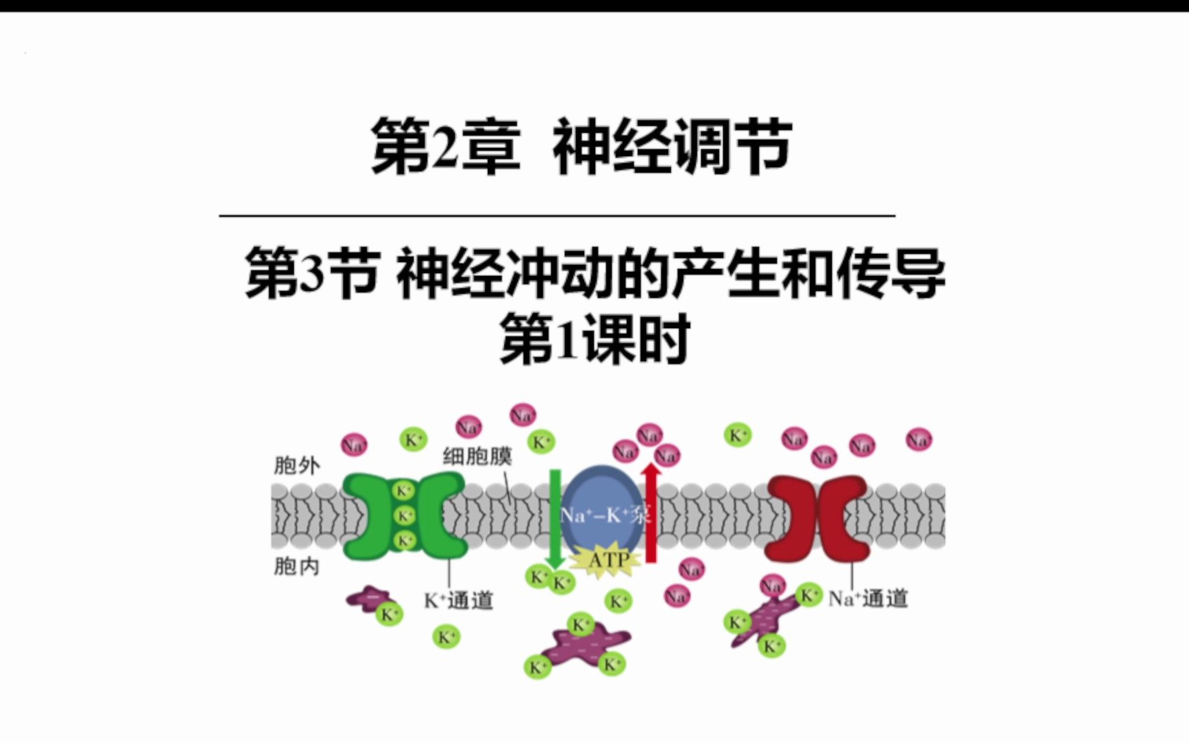 高中生物新教材选择性必修一2.3神经冲动的产生和传导第一课时