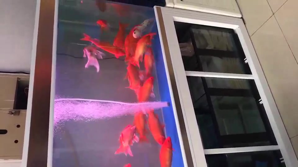 鱼缸智能消毒机 之 使用场景 9