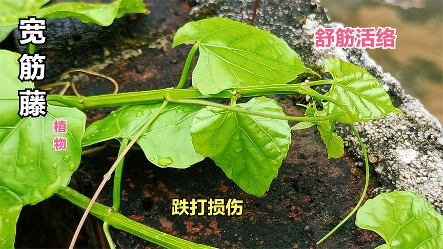 农村舒筋活络,宽筋藤有这么珍贵,你也许第一次看到