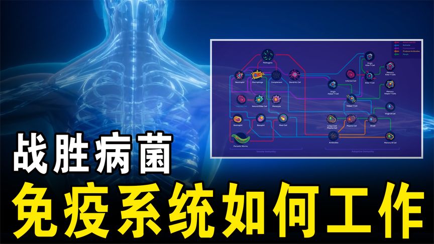 你知道你的免疫系统,有多么神奇吗?如何提高免疫力来对抗病毒?