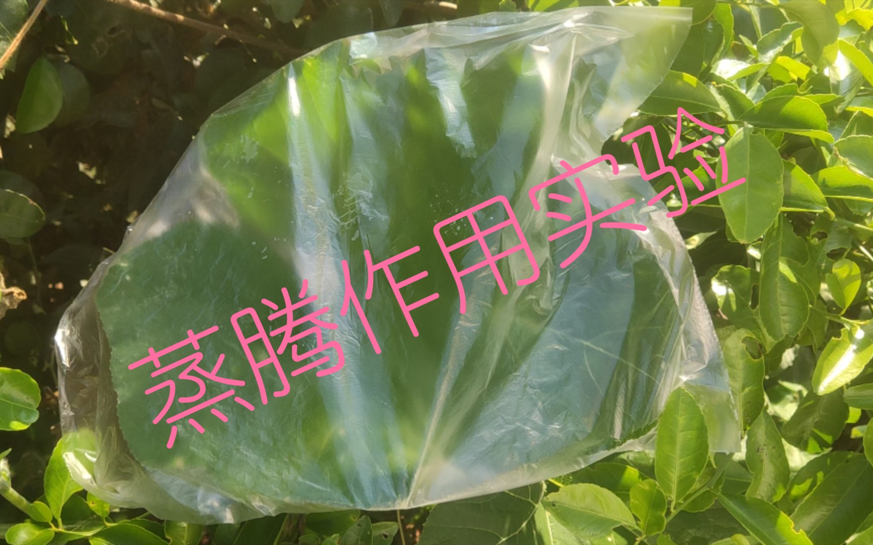 在相同状态下不同植物的蒸腾作用强度实验
