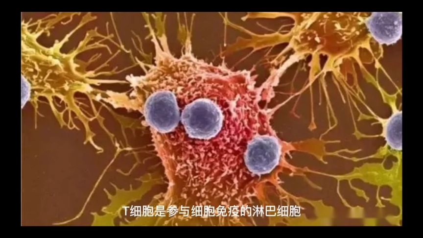 人体特异性免疫的基本过程