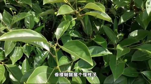 香樟树生长秘密曝光!一年长高3米,你家也能种