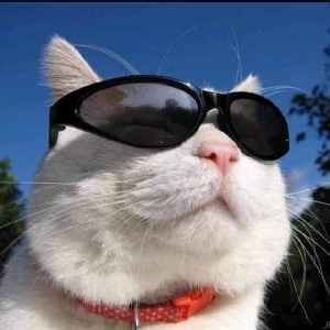 一只没人要的白猫 