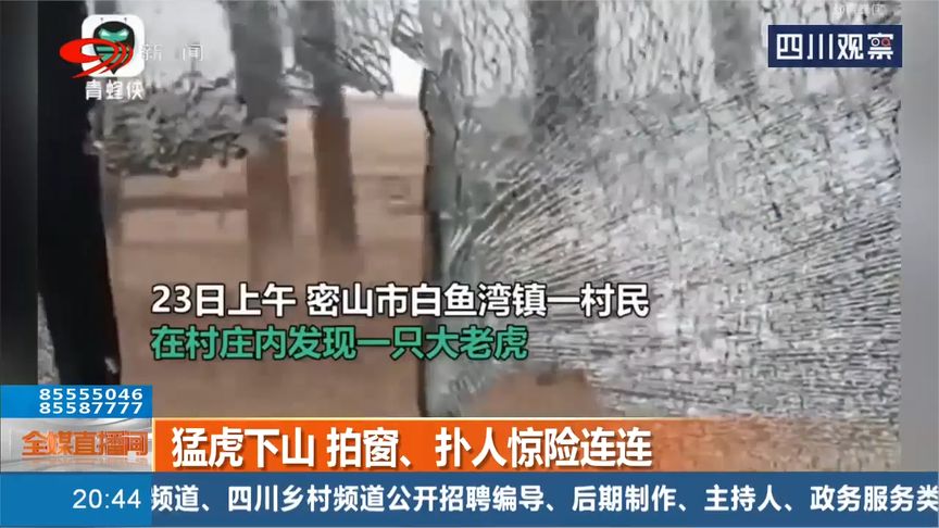 黑龙江一野生东北虎进村伤人,不仅咬伤群众,还一掌拍碎车窗!