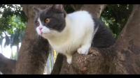 第一次知道喵星人可以爬树的, 之前只知道老舍的猫会爬花枝上