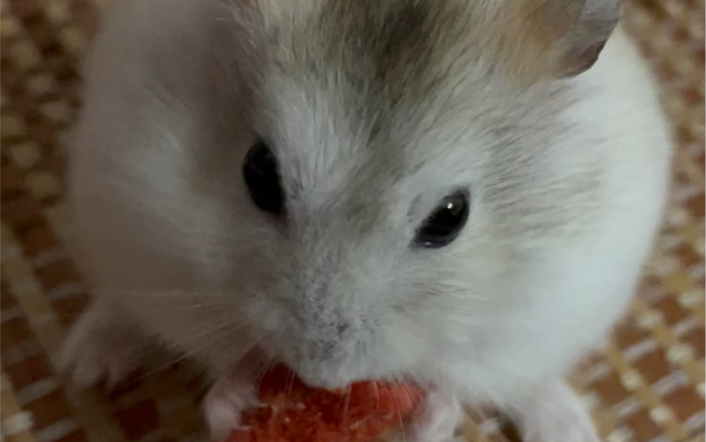 绒茸宝日常之咔哧咔哧吃萝卜