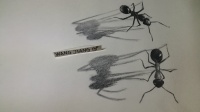 素描3D立体画视频教程系列之夕阳下的蚂蚁