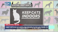 美国有两只宠物猫感染新冠病毒,专家称宠物身上的病毒是由人类传染的