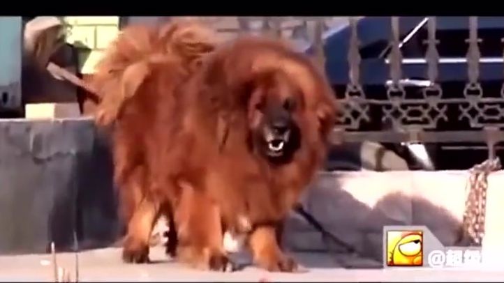 世界10大猛犬排名,排名第一的比狮虎豹更凶残