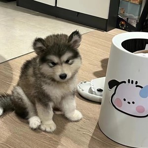 麦兜不是小猪猪