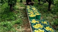 农民种植的“黄皮果”亩产5000斤高产量,年入百万!