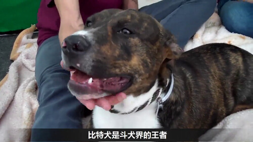 当狗王“比特犬”,遭遇“屠狼机器”猞猁,谁更胜一筹?
