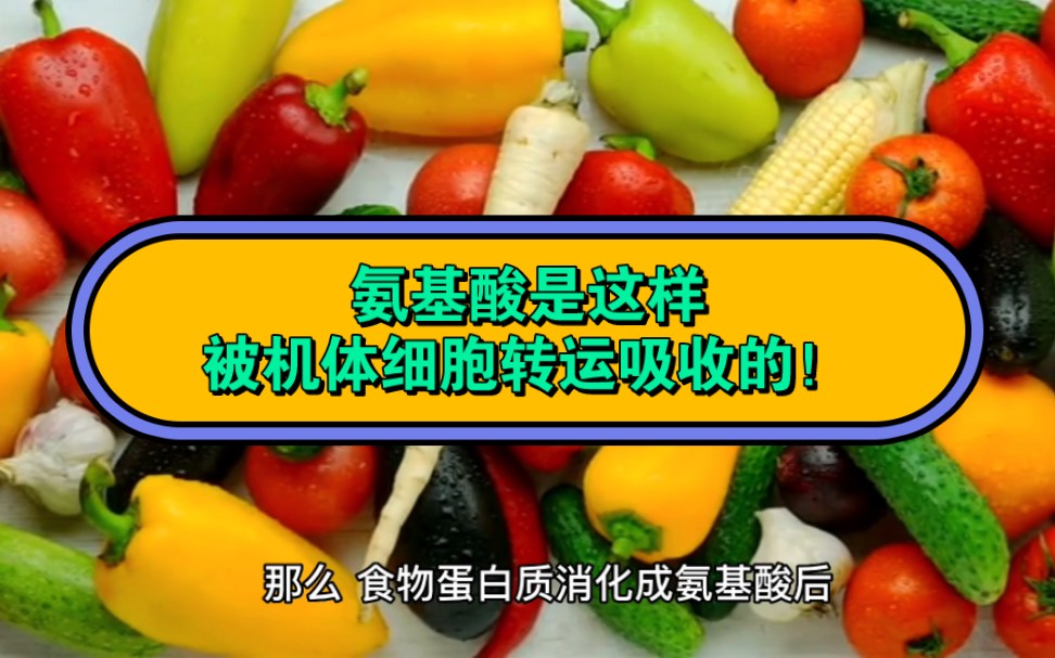 氨基酸是这样被机体细胞转运吸收的!
