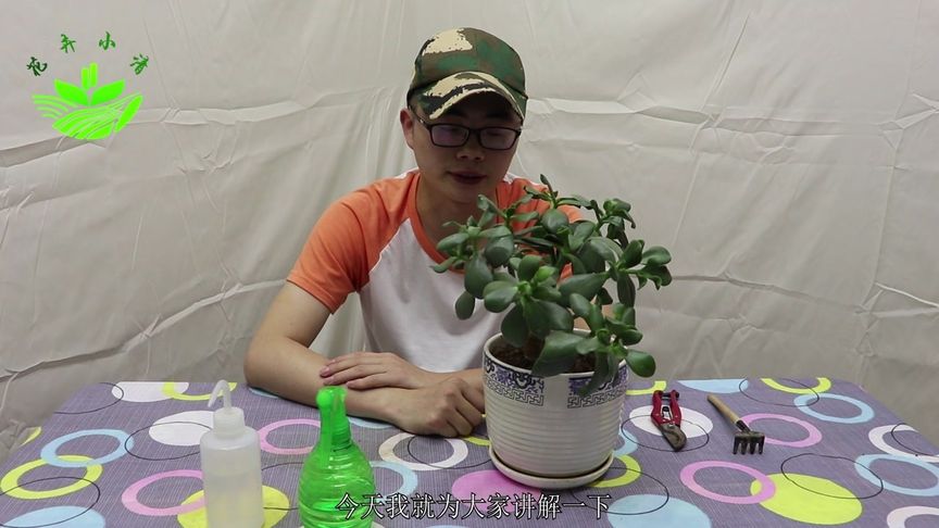 碧玉盆栽如何养护?教你小技巧,碧玉长得快,不干枯!