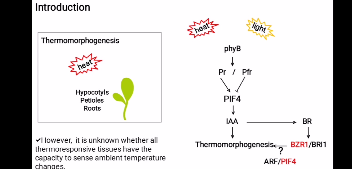 10分钟讲解高分文章PP 生长素通过热形态建成来促进下胚轴伸长