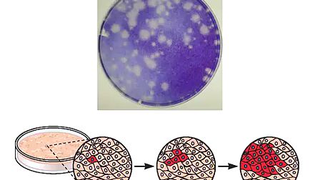 哥伦比亚大学公开课:《病毒的结构》,中英文字幕,收藏学习!