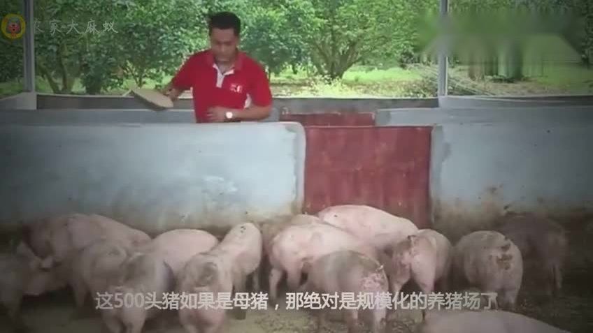 为了环保,2018年起,国家将要征收农村猪粪税!