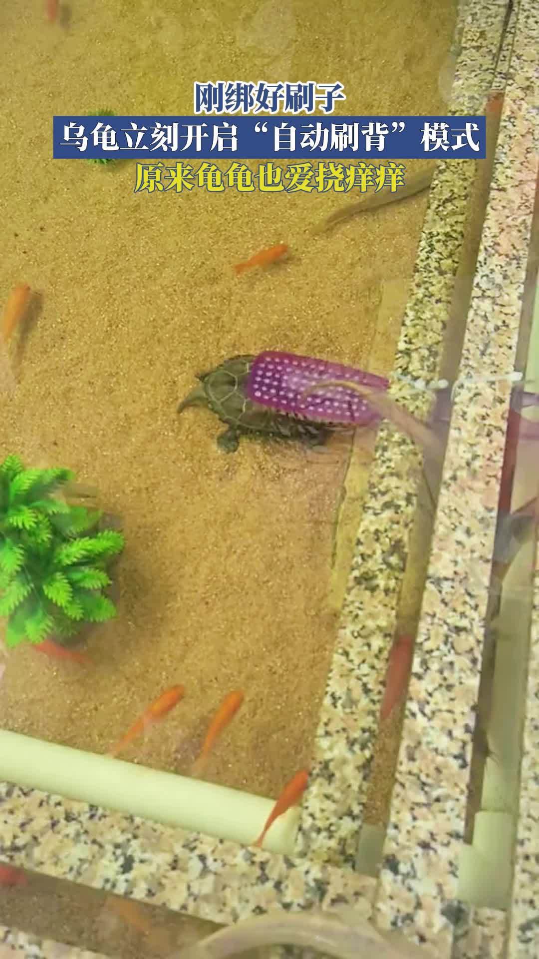刚绑好刷子,乌龟立刻开启"自动刷背"模式,原来龟龟也爱挠痒痒