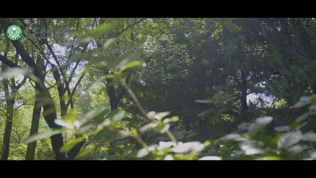 南京林业大学宣传片-《林听》