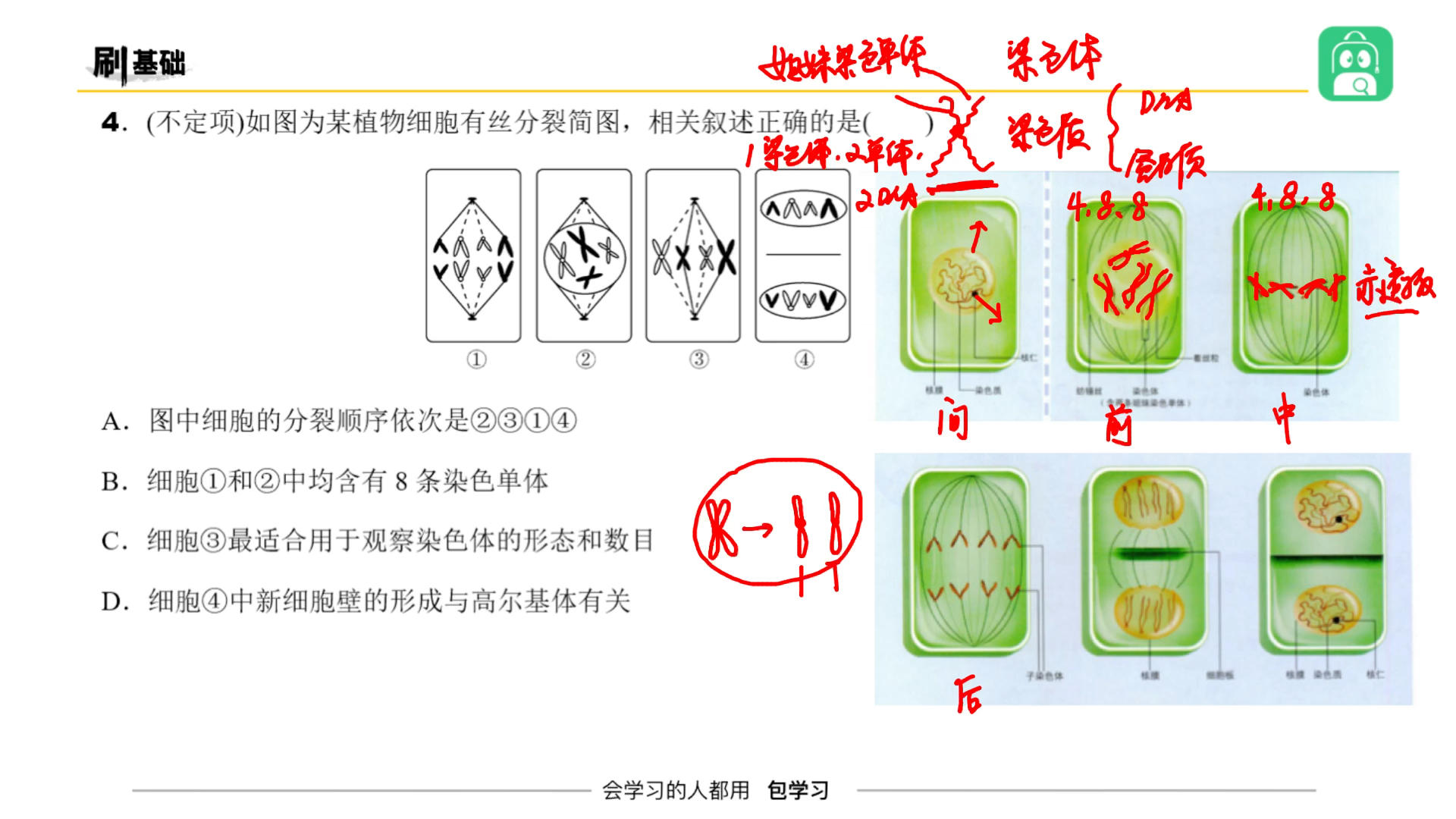 有丝分裂过程。染色体,染色单体,DNA傻傻分不清楚?