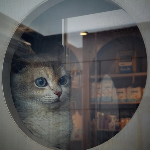 爱喝牛奶的饼酱 