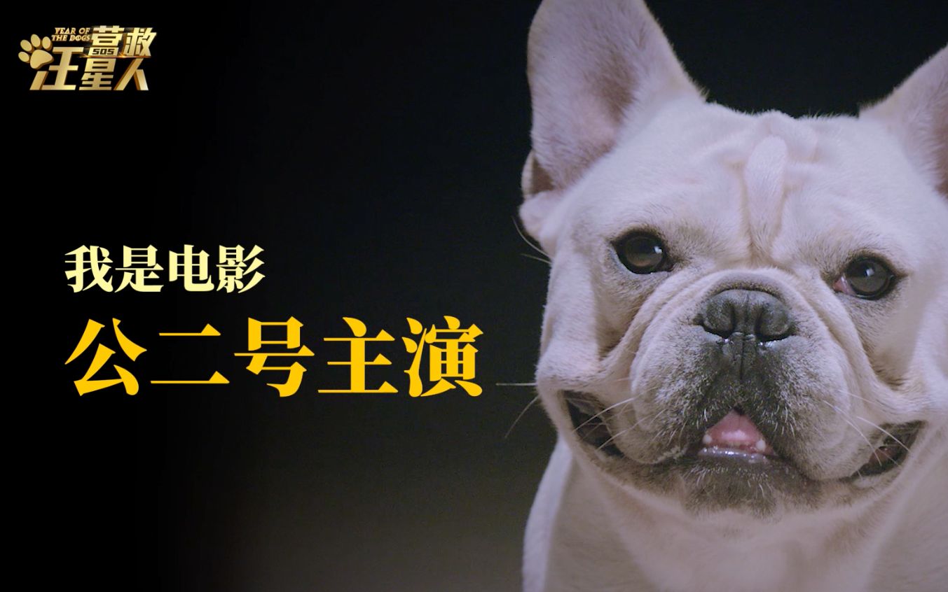 《营救汪星人》法斗“个狗介绍”视频丑萌上线 踢踏舞实力抢镜