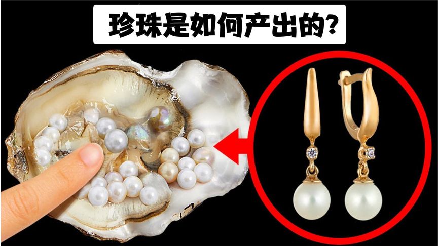 珍珠是怎么产生的?为什么生蚝要产出珍珠?