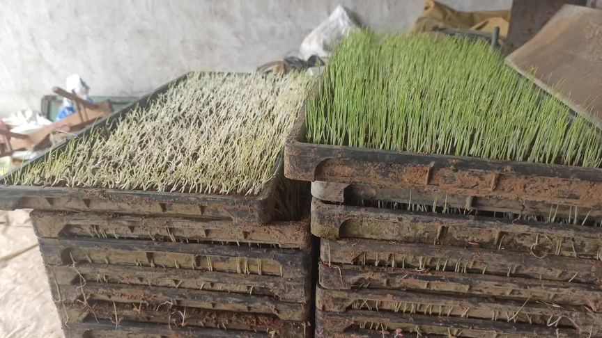 #农田风景 #水稻种植 #育苗技术