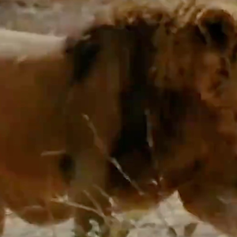 狮子已经不能再称霸动物界了,根据数据显示,它才是百兽之王