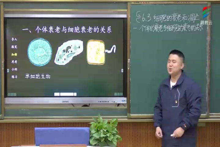 必修一 6.3细胞衰老与凋亡