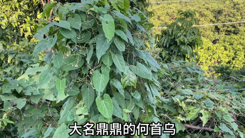大名鼎鼎的何首乌,农村老人又称为"黑发草",拍给大家看看