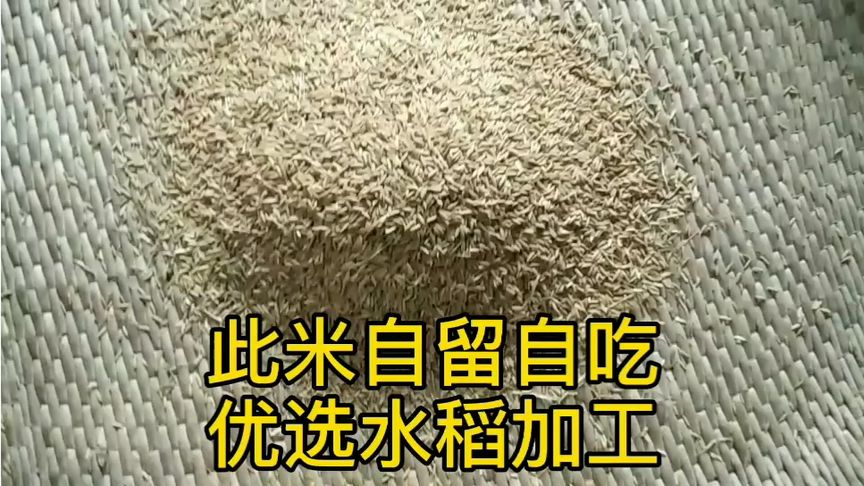 自家种植的水稻,自己去加工的大米,自留吃