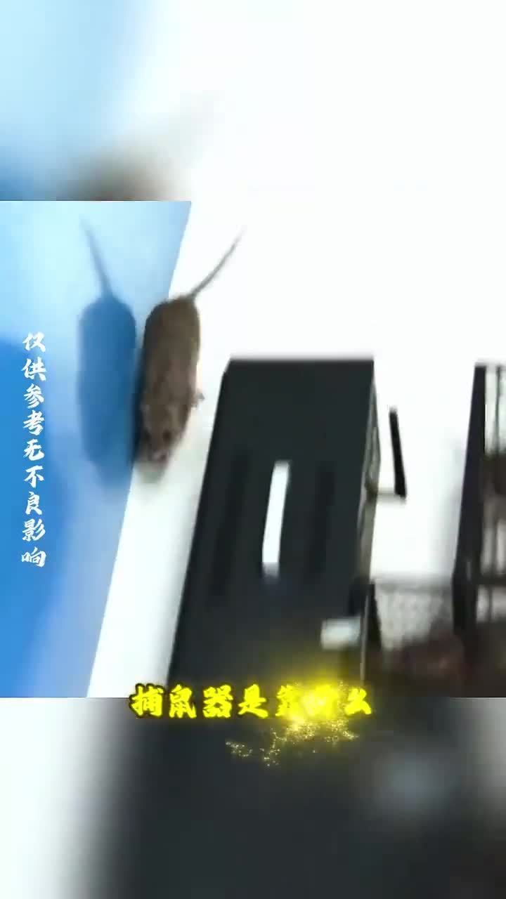 捕鼠器捉鼠奥妙大揭秘,值得一看!