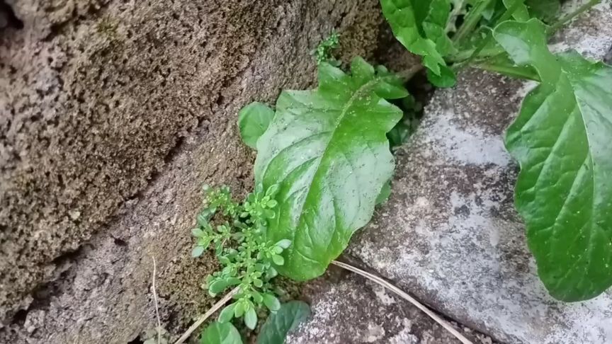 这中药有什么作用?请看完视频