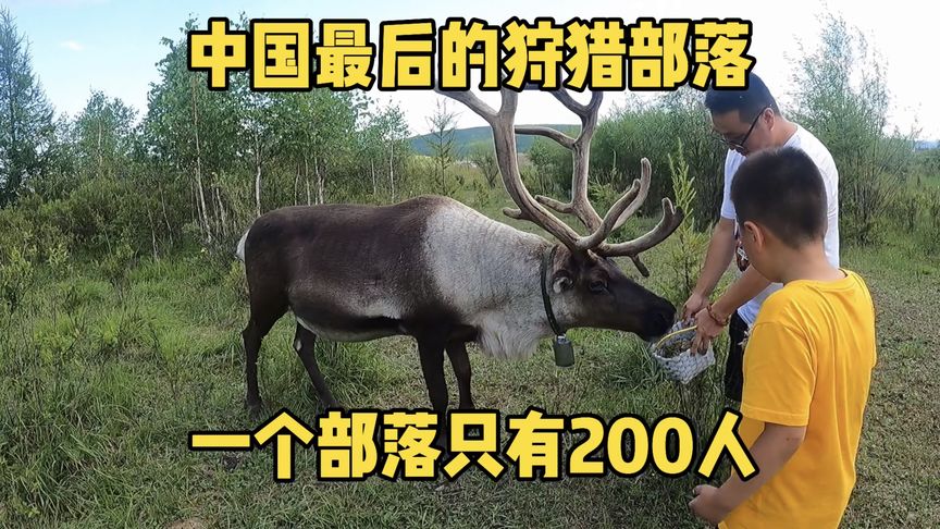 中国最后的狩猎部落鄂温克族,以驯鹿为生,一个部落只有200人