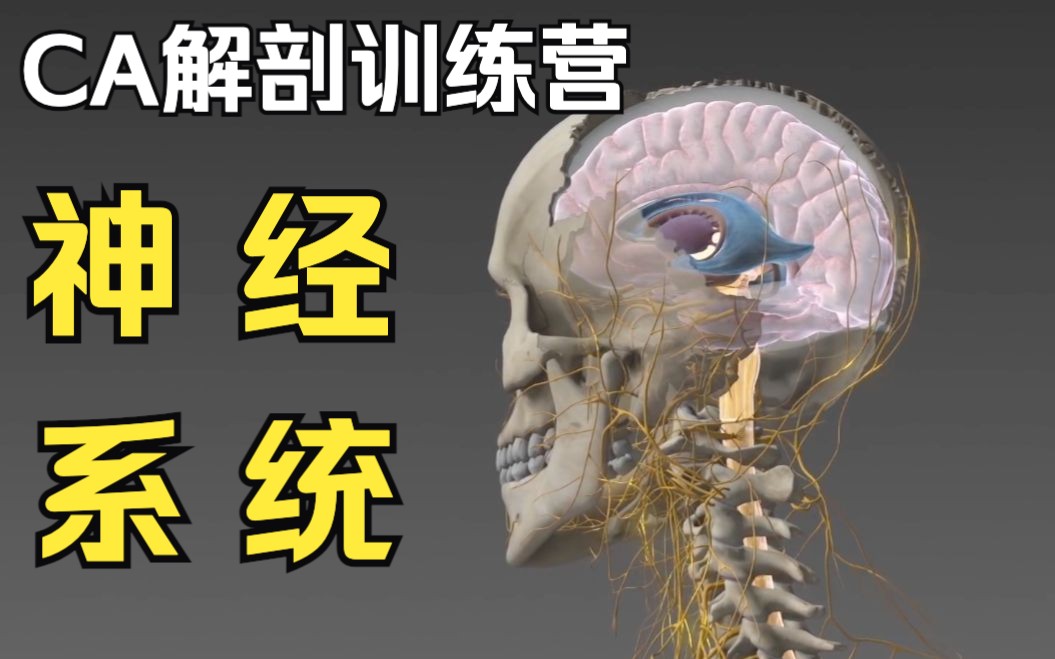 【1分钟学解剖】神经系统(中英双语)|又是被神经系统支配的一天,一...