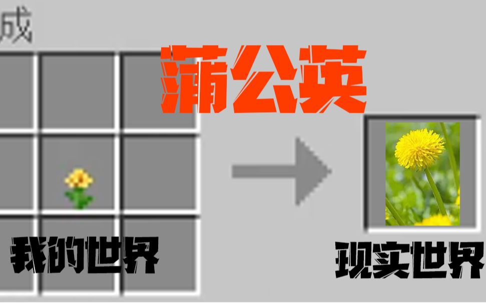 我的世界:我的世界VS现实世界!“故事的小黄花”蒲公英!