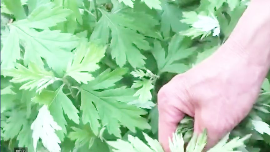 艾叶煮水原来有这么多好处,怪不得人好多人都抢着买来吃!