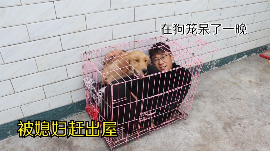 小亮被媳妇赶出屋没地方睡,却和金毛在狗笼呆了一晚,真是太惨了