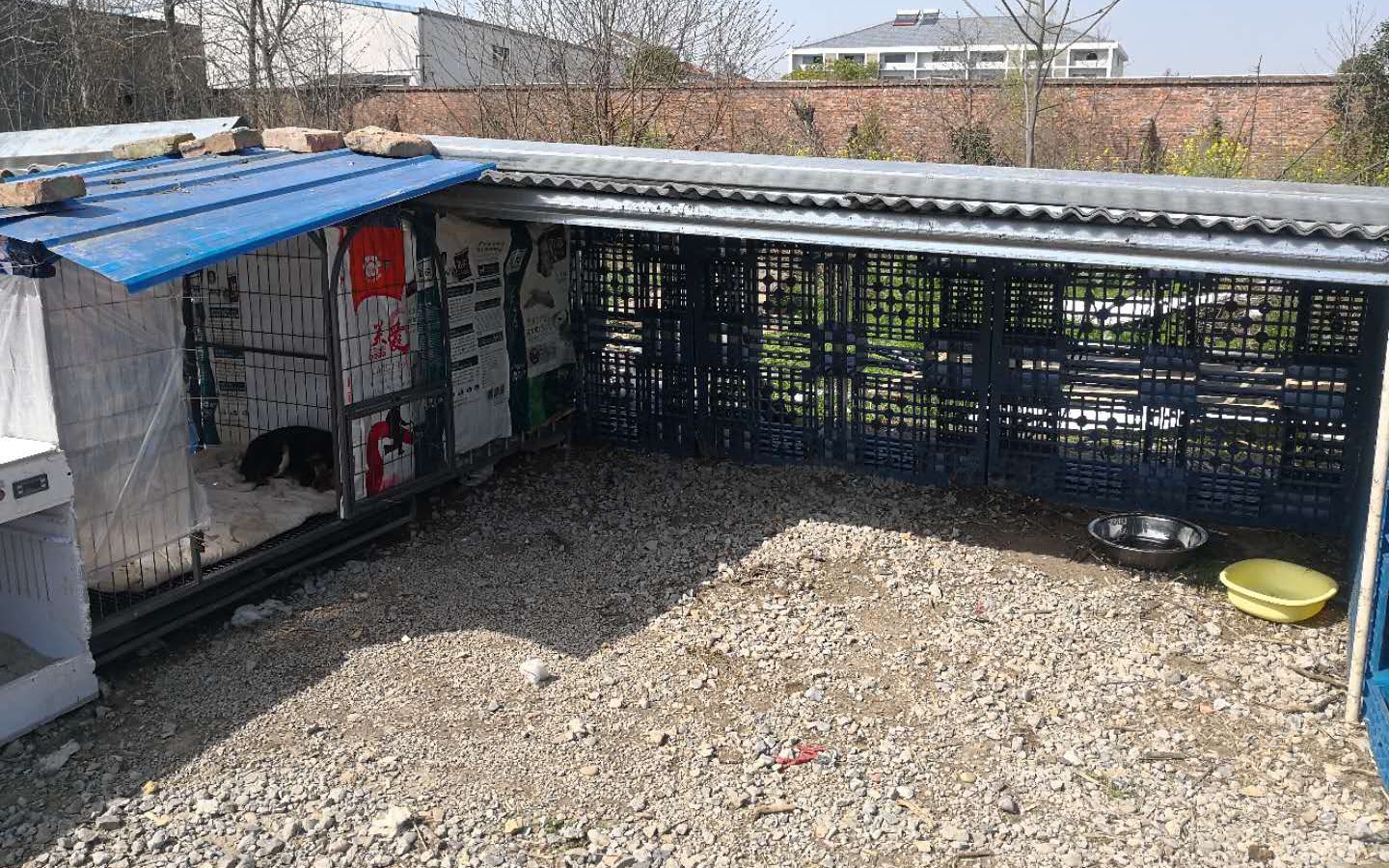 给无法绝育而生孩子的两只狗妈补充营养,奶狗幼儿园完善--解救因封城...