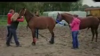 我在马配种视频 动物世界截了一段小视频