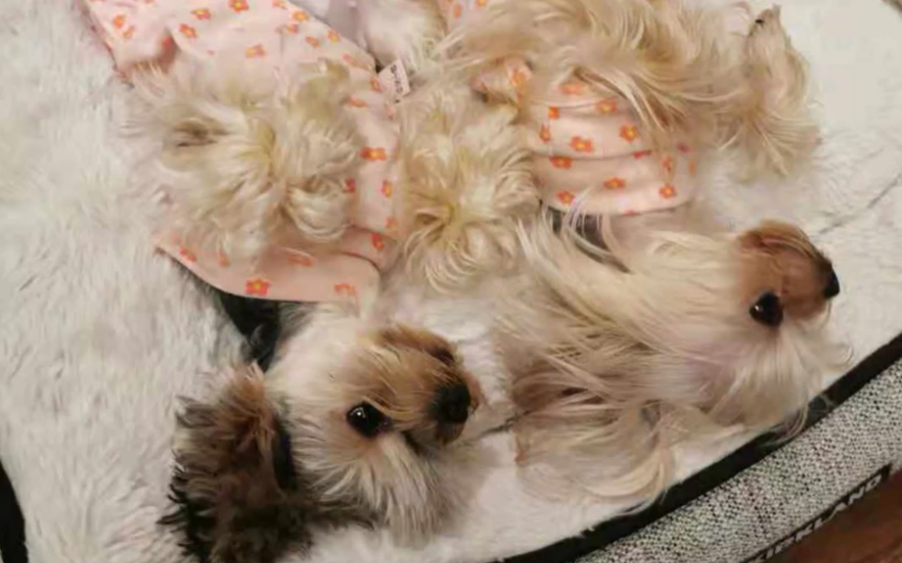 用得上的宠物小知识|狗狗的指甲小知识