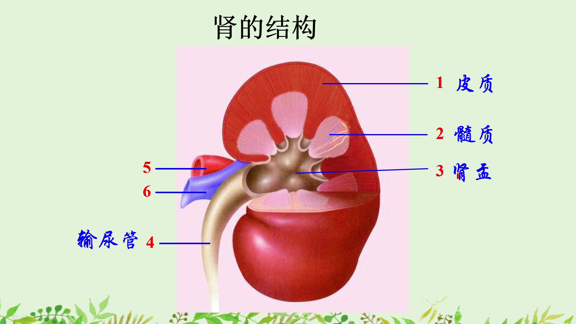 尿液的形成和排出(济南版七年级生物下册)