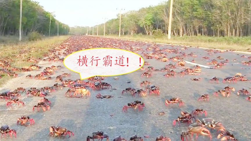 印尼圣诞岛“神奇”景象!为4500万只螃蟹建桥,“最有爱”的桥