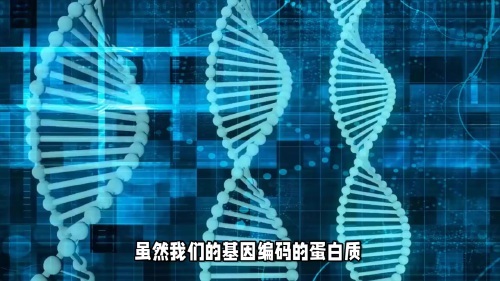 新研究强调基因表达在人类大脑进化中的作用