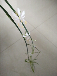 哒哒哒哒啦哇哈 