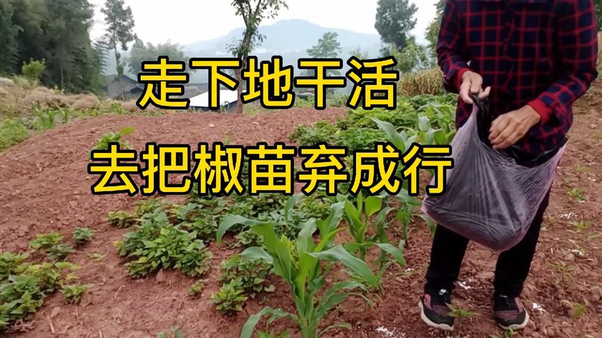 去把那一块地的,椒子地弃锄头厽好,下雨不怕风吹,椒苗不怕倒