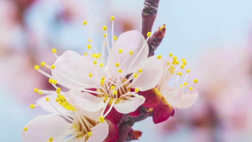 一组花开的视频,看得人心情舒畅