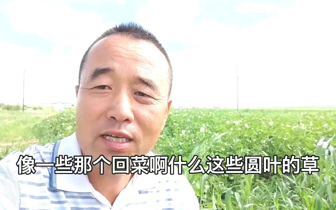河北老板在内蒙古种2000亩土豆,雇四川工人也不用本地人,为啥?